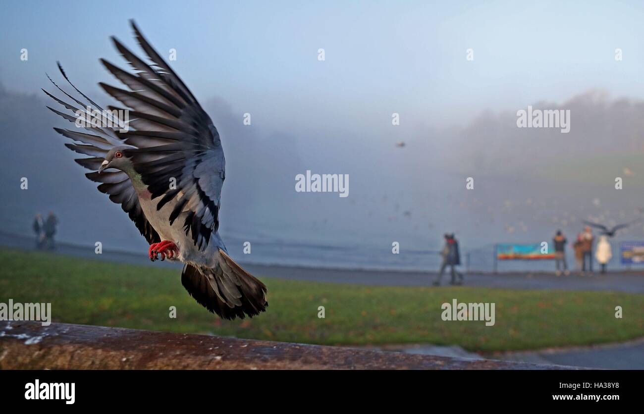 Pigeons fly above a mist covered lake in Sefton Park, Liverpool Stock ...