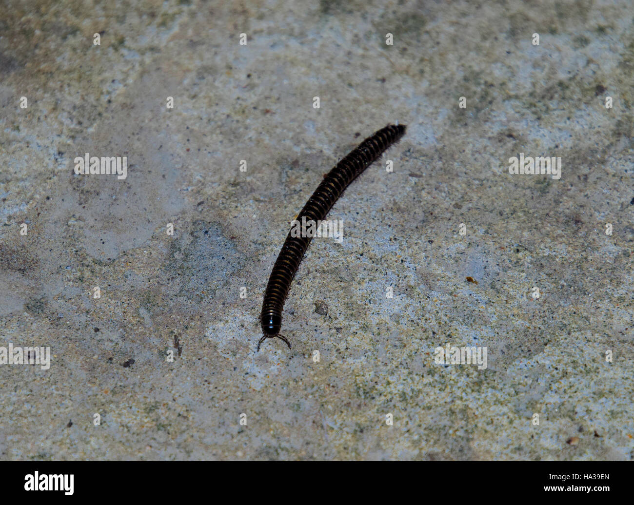 Millipede reproduction hi-res stock photography and images - Alamy
