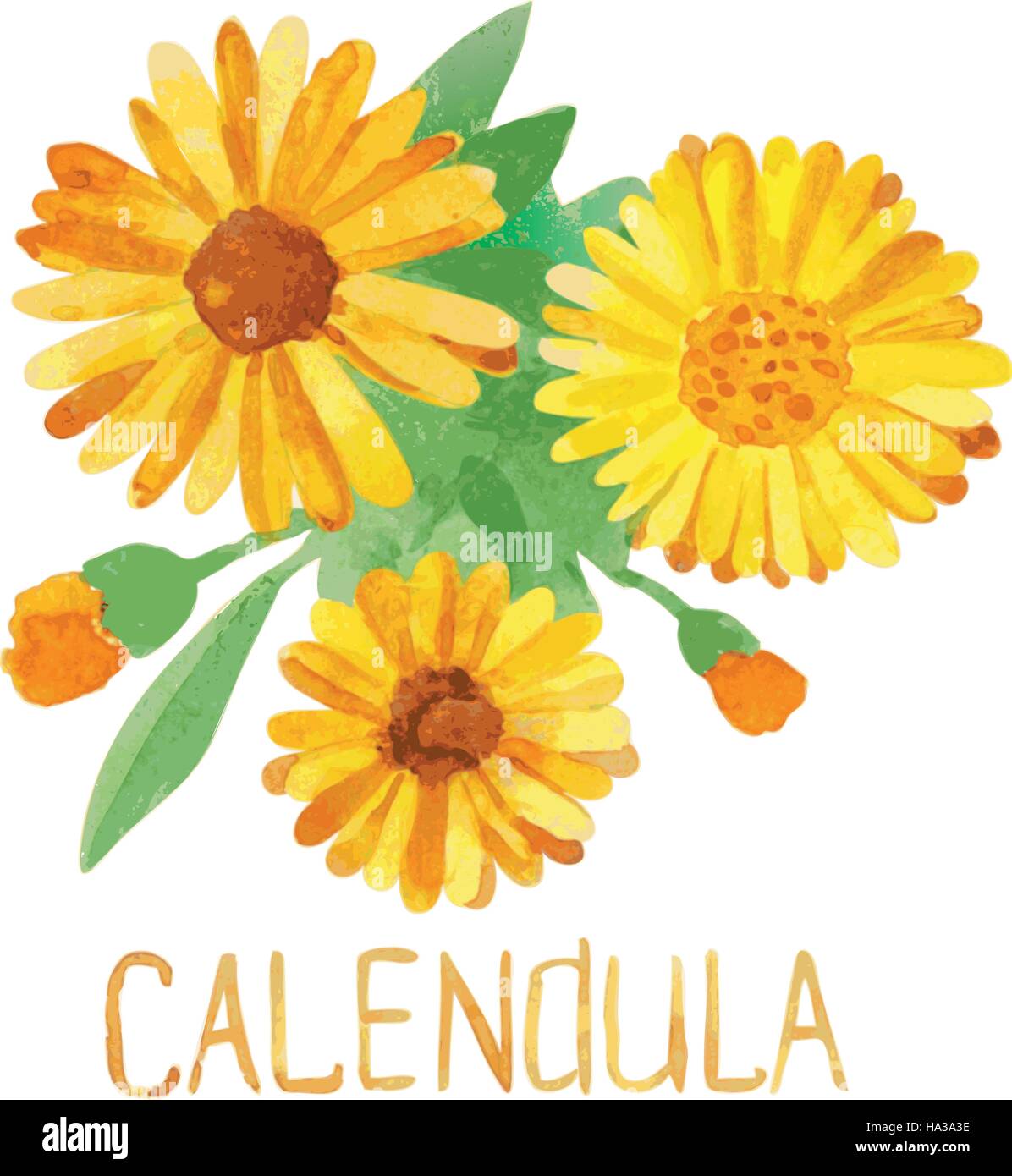 Calendula. Handmade watercolor drawing Stock Vector Image & Art - Alamy