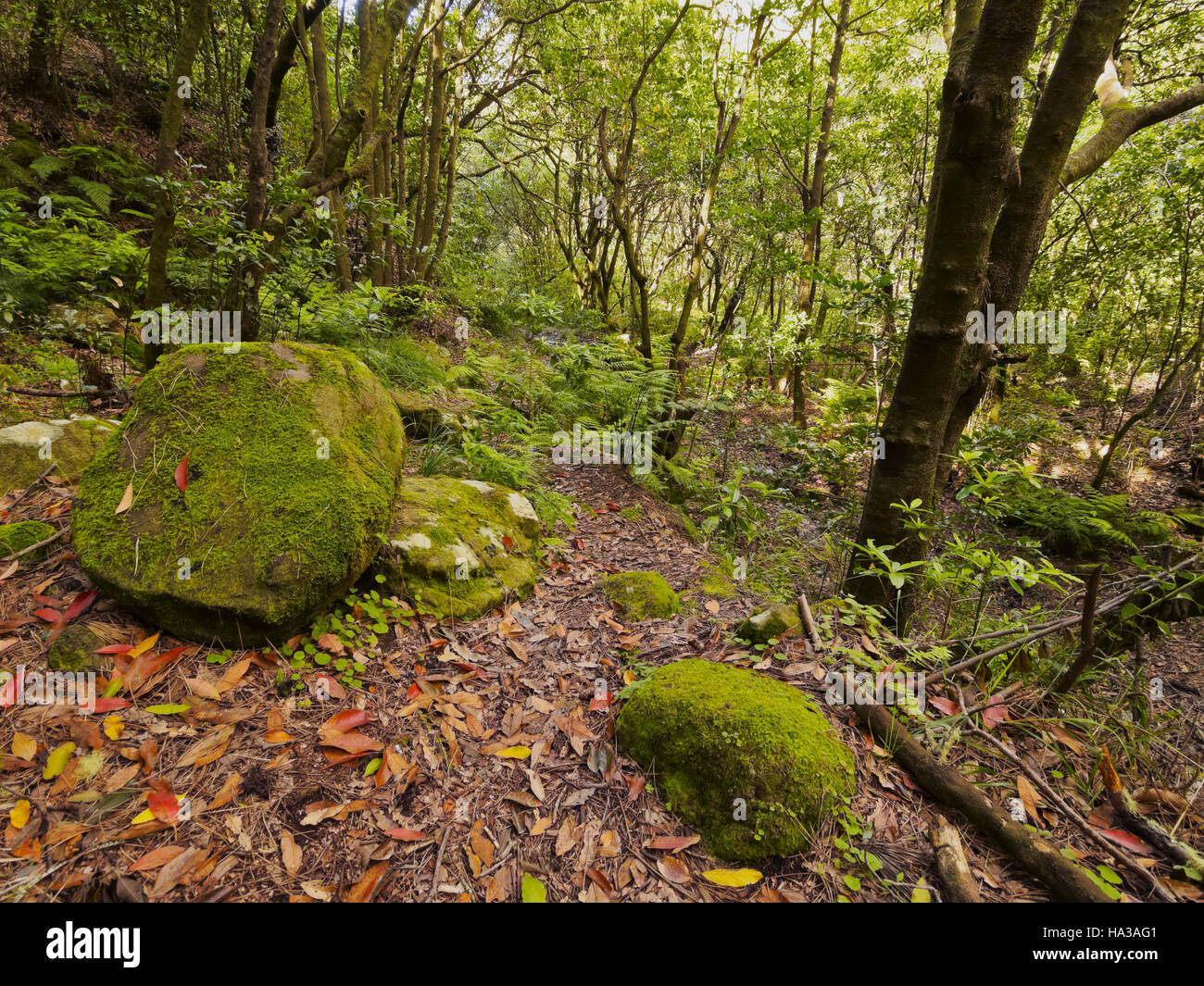 Madeira forest hi-res stock photography and images - Alamy