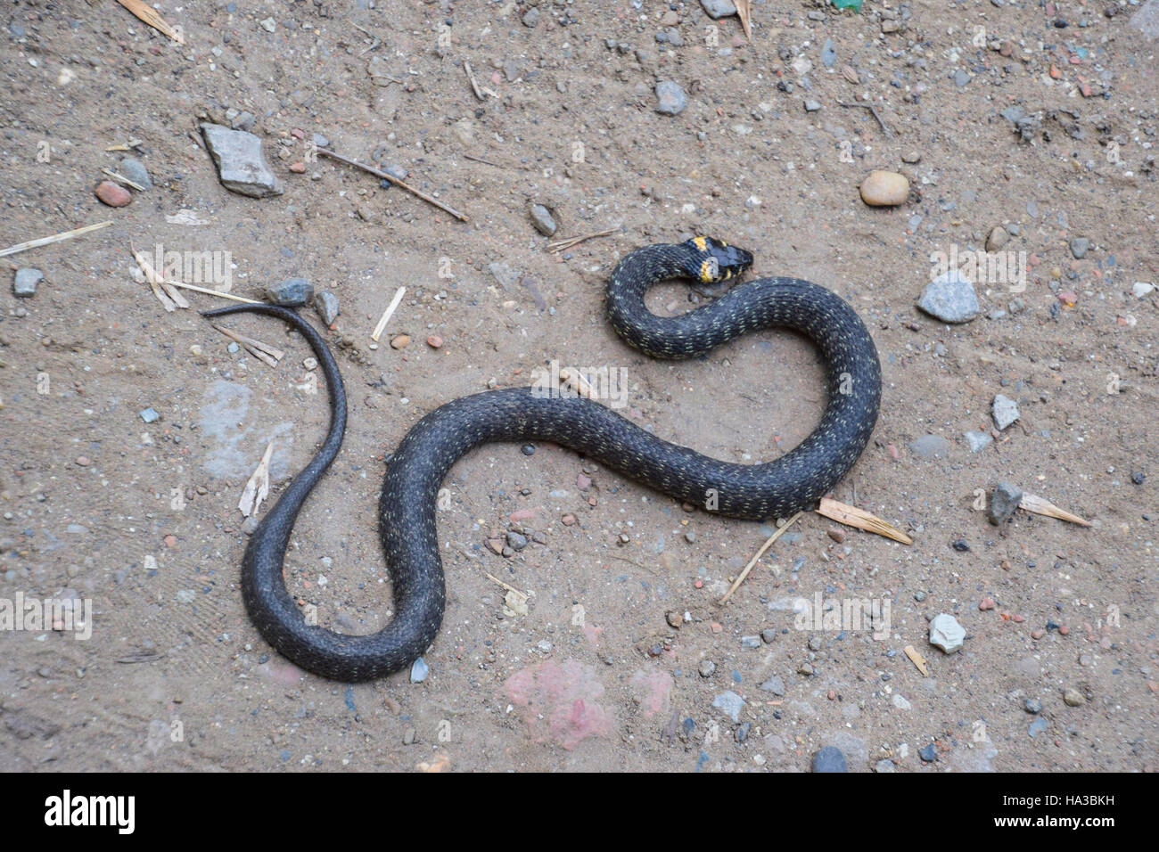 Grass snake, crawling along the ground. Non-poisonous snake. Frightened ...