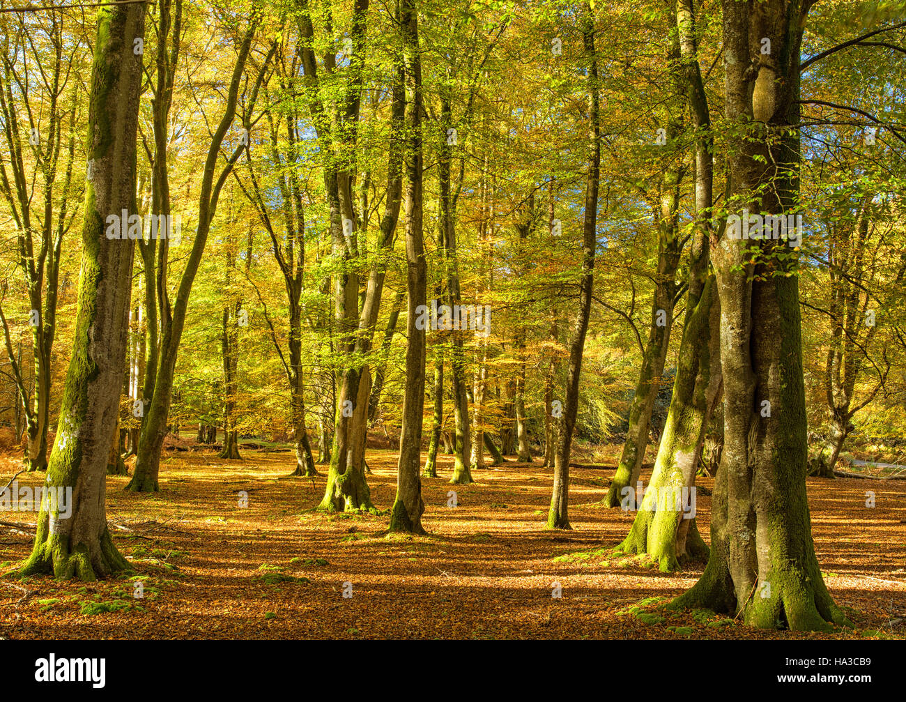New Forest in autumn, Hampshire, England, UK Stock Photo - Alamy