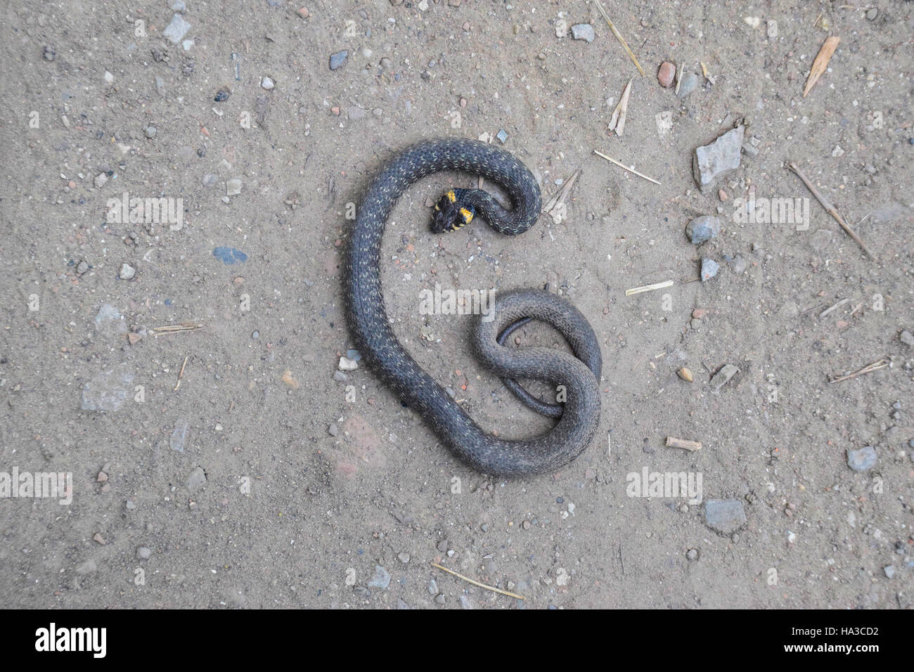 The dead snake. The dead, crushed by the machine Grass snake. Non ...