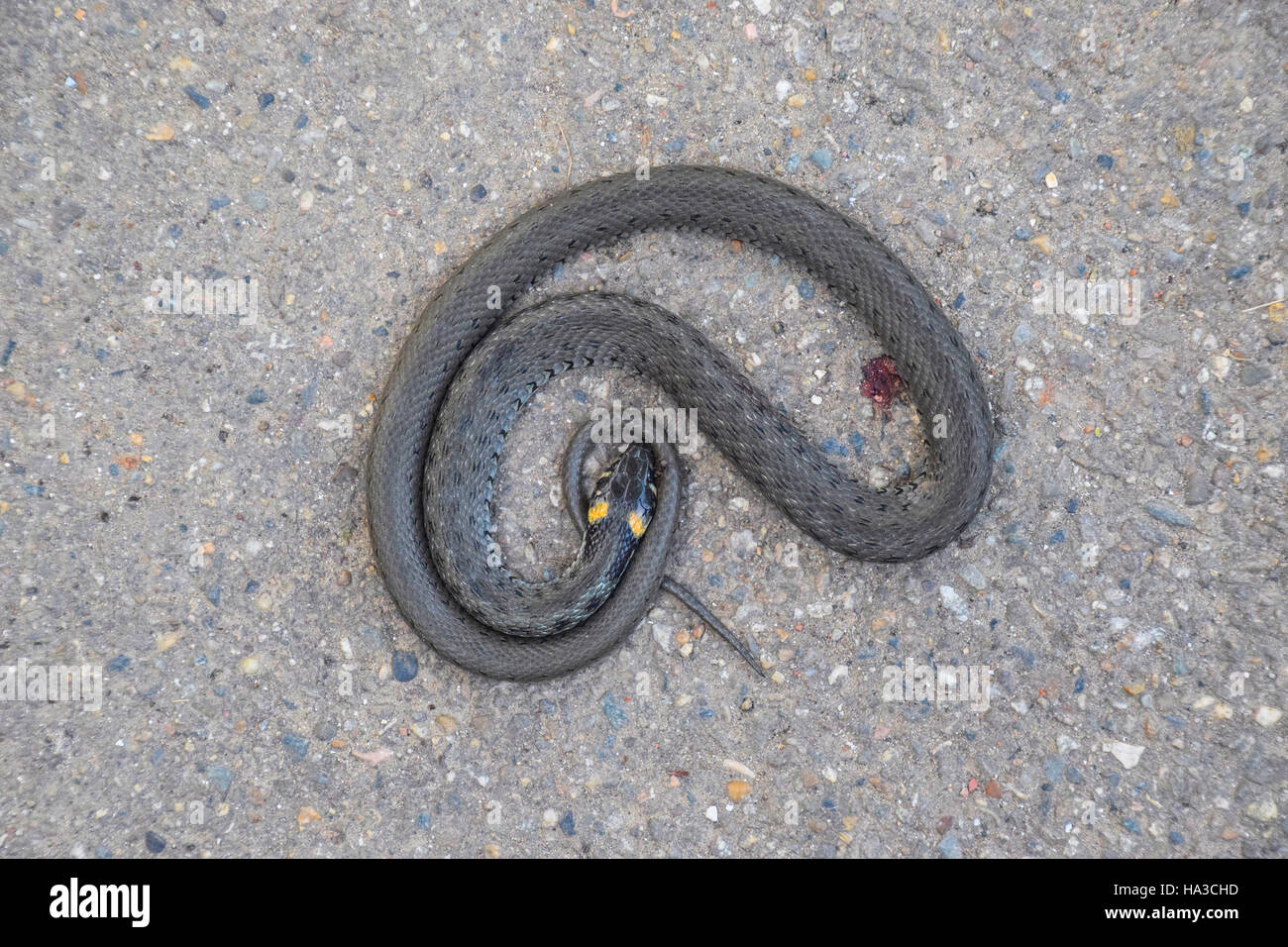 The dead snake. The dead, crushed by the machine Grass snake. Non ...