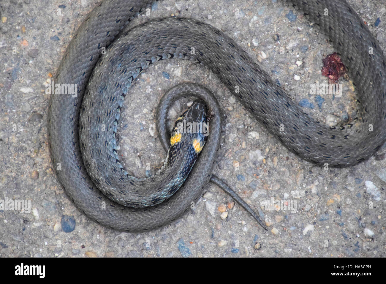 The dead snake. The dead, crushed by the machine Grass snake. Non ...