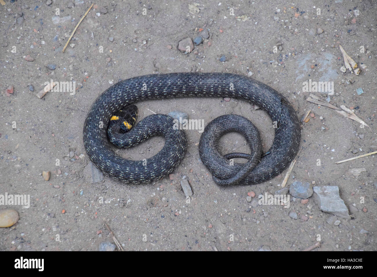 Black poisonous snake curled hi-res stock photography and images - Alamy