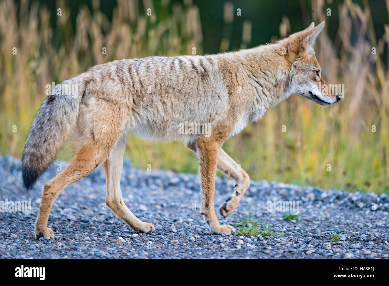 Wild Coyote hunting in a roadside meadow in the Rocky Mountains of ...