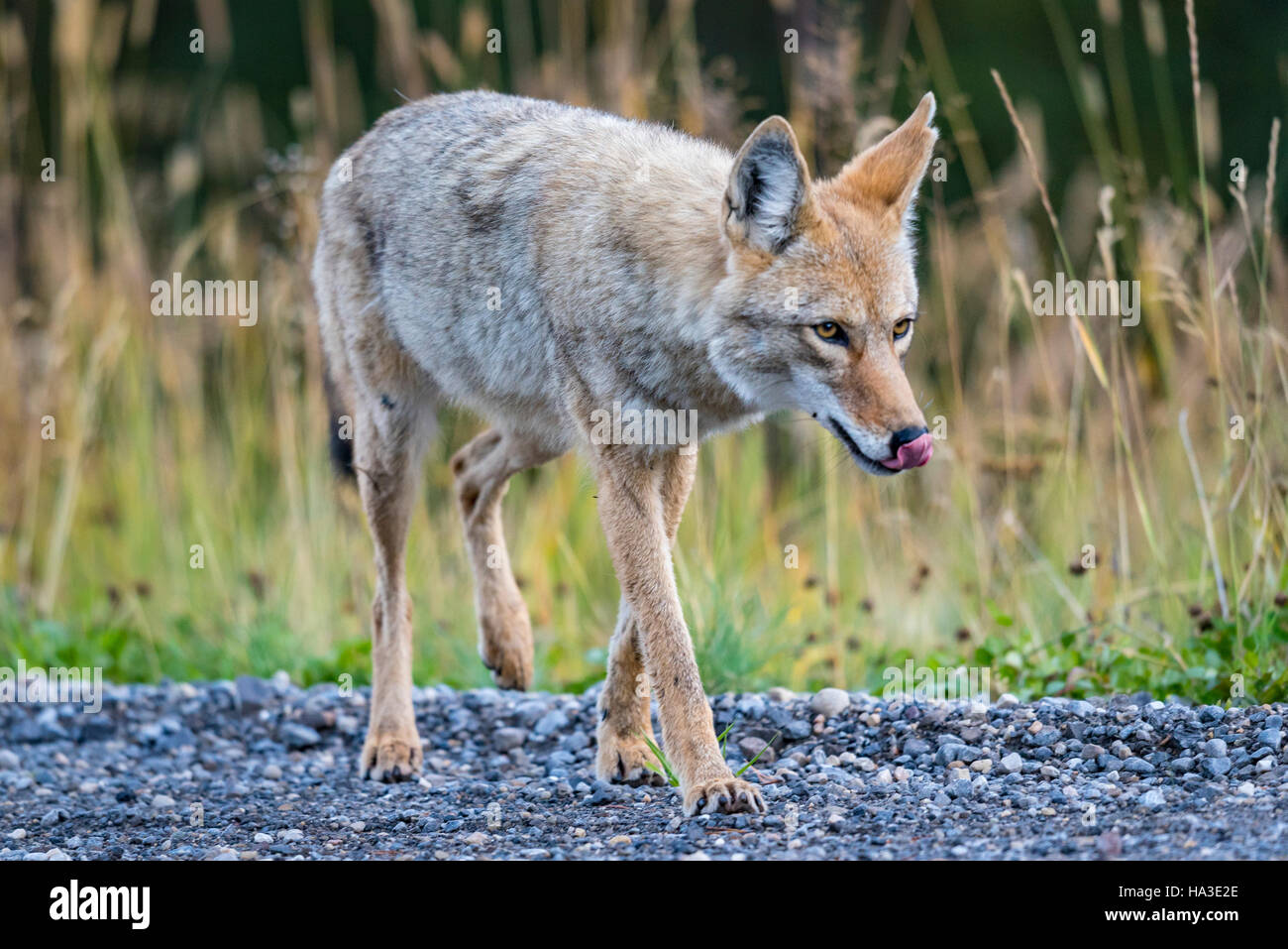 Wild Coyote hunting in a roadside meadow in the Rocky Mountains of ...