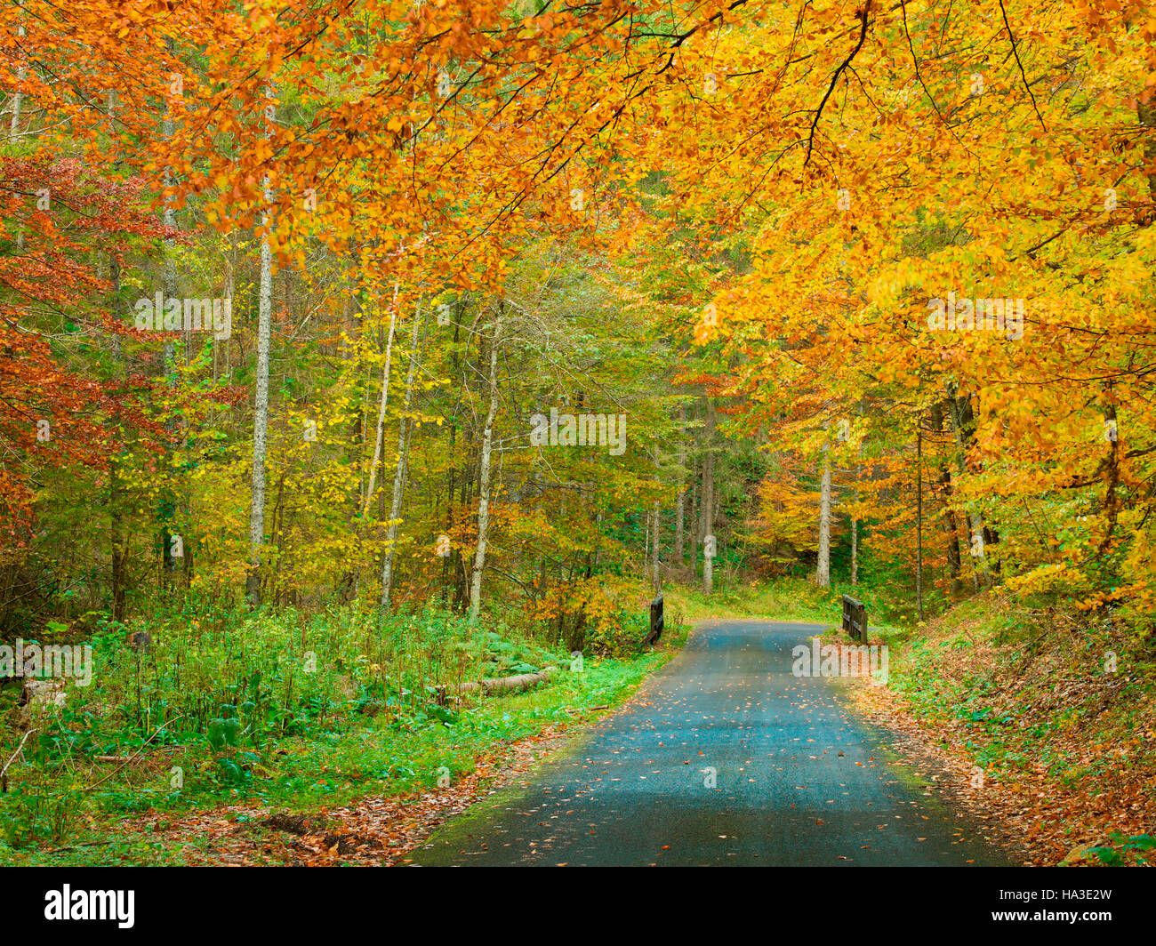 Street in autumn Stock Photo - Alamy