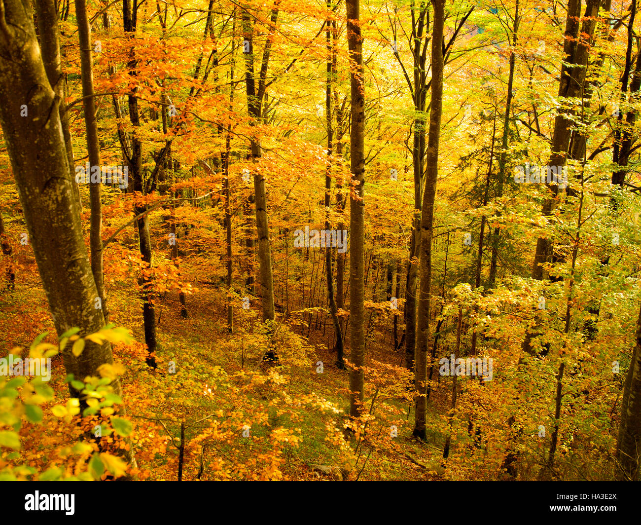 Deciduous forest in autumn Stock Photo - Alamy
