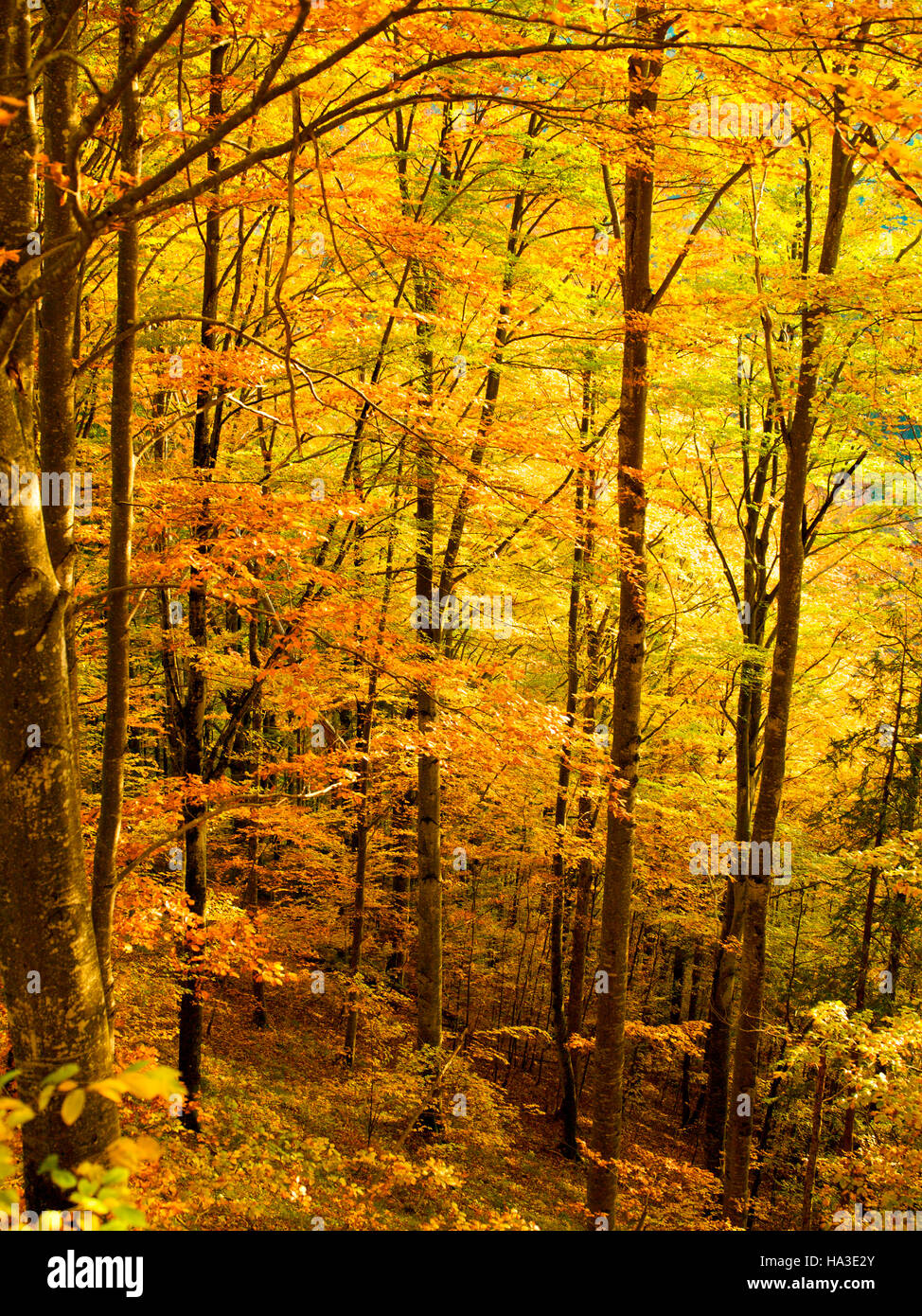 Deciduous forest in autumn Stock Photo - Alamy