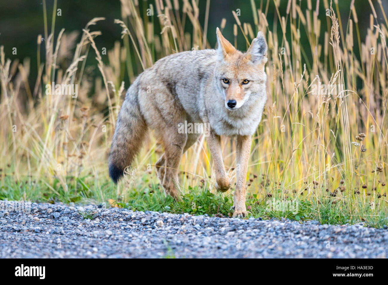Wild Coyote hunting in a roadside meadow in the Rocky Mountains of ...