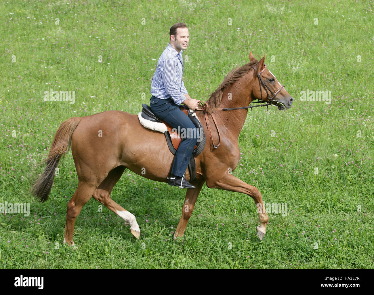 Horseman on horseback galloping through a green meadow Stock Photo - Alamy