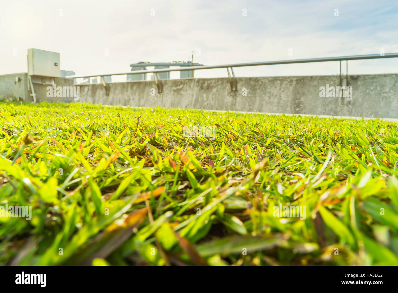 abstract green grass view with sun light filter - can use to display or ...