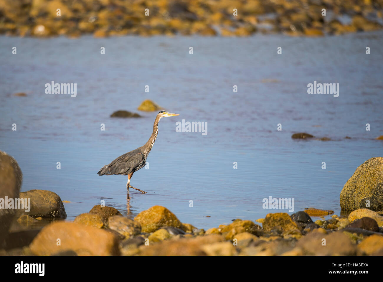 Wild Great Blue Heron feeding on the beach in the Pacific Northwest ...