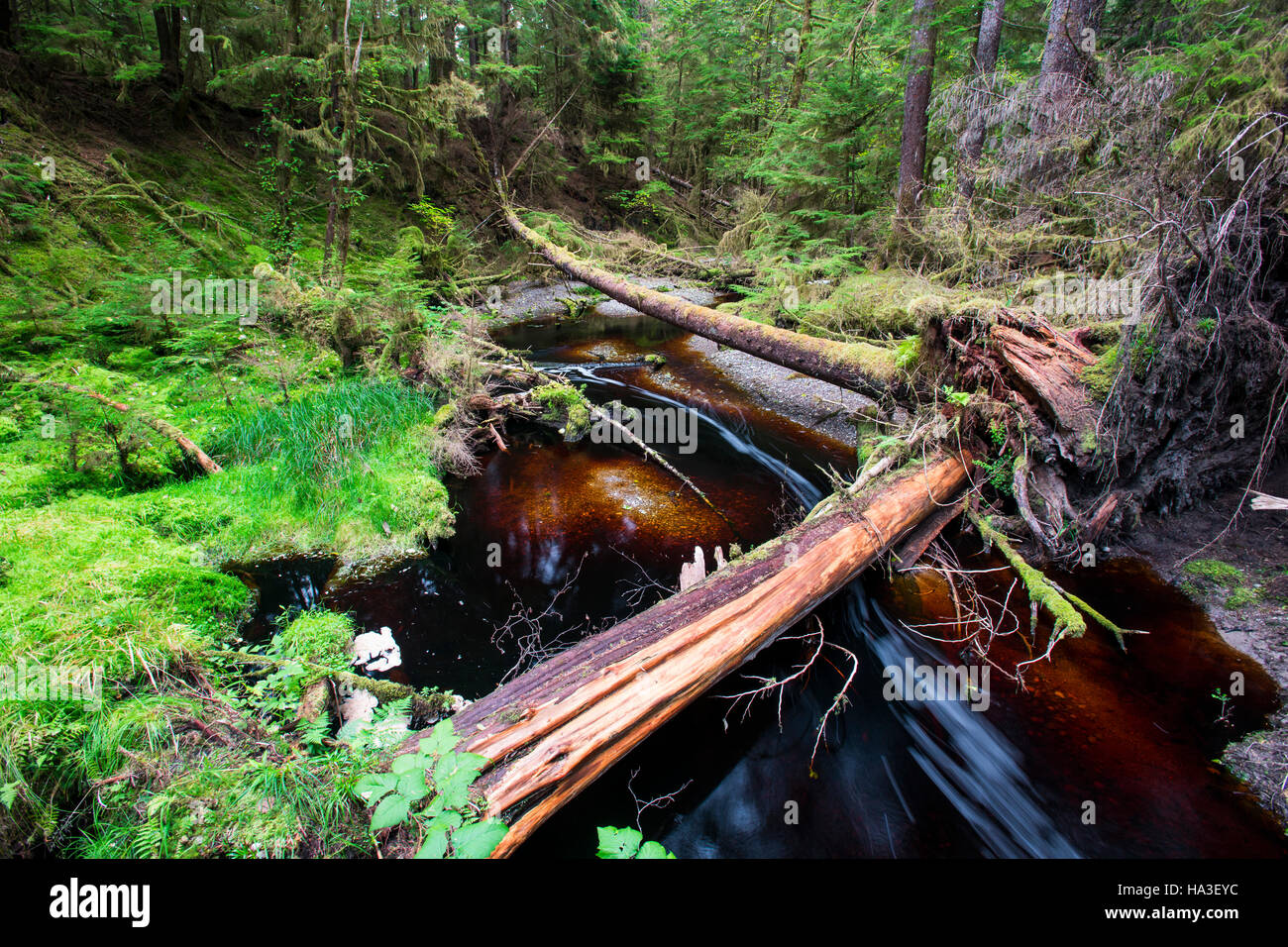 Ancient temperate rainforest British Columbia Canada Stock Photo - Alamy
