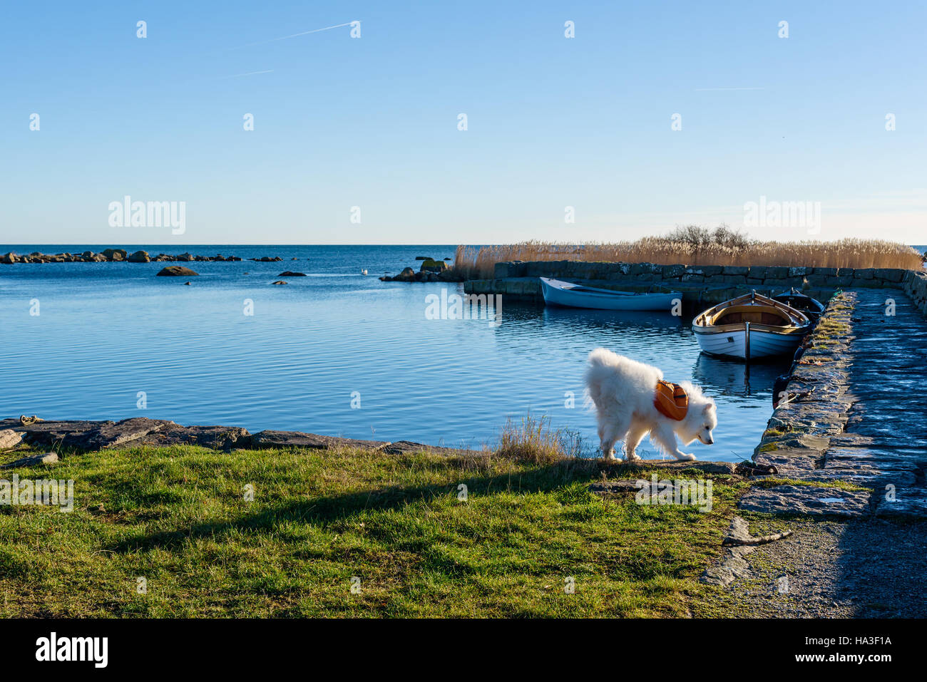 Samoyed with backpack hi-res stock photography and images - Alamy