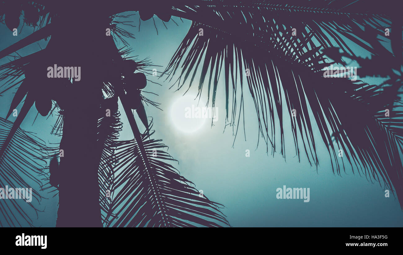 Light in palmtree hi-res stock photography and images - Alamy