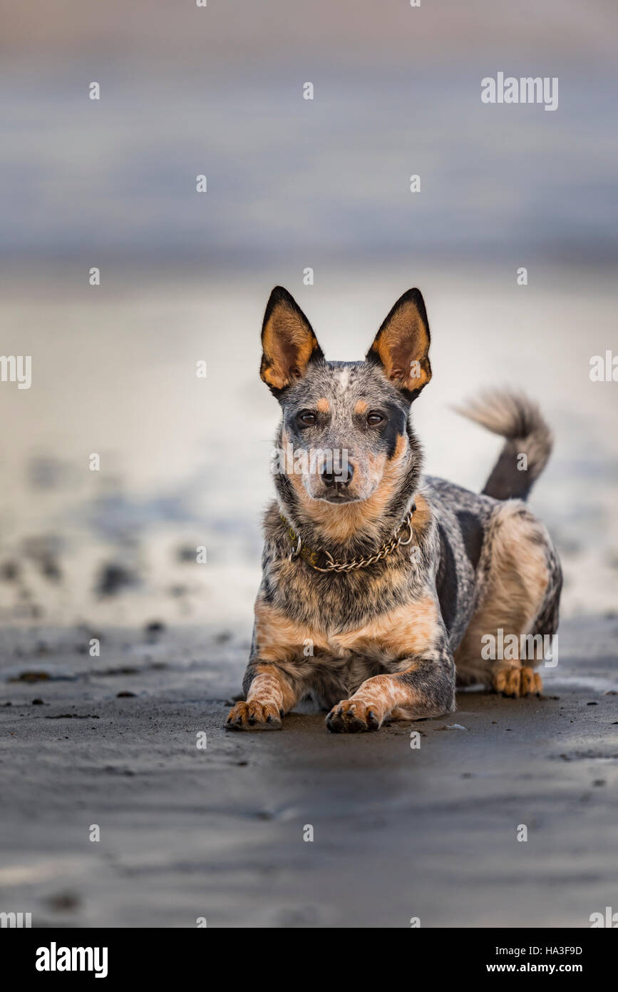 Blue Heeler puppy playing on the beach, Haida Gwaii Stock Photo - Alamy
