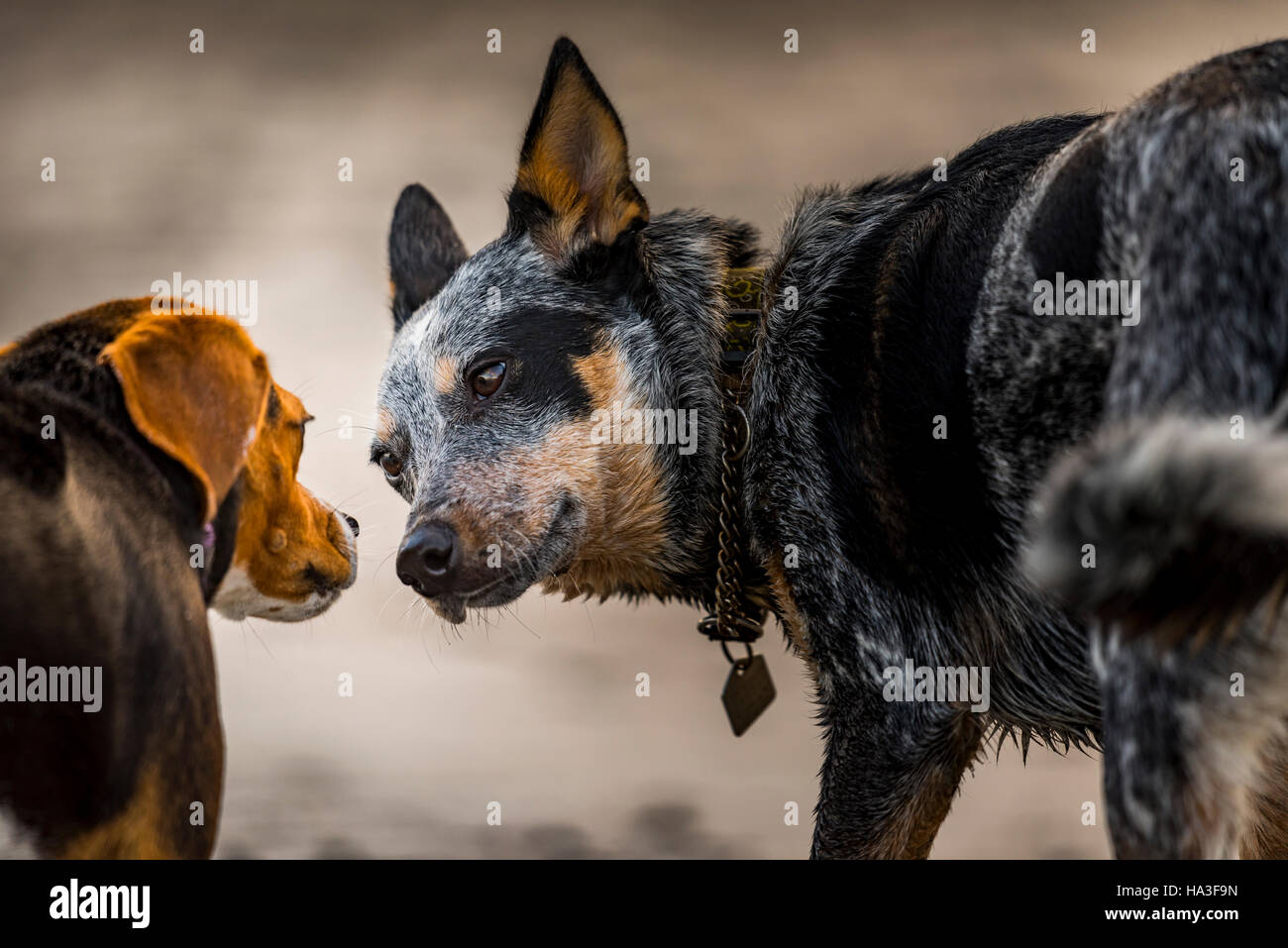 Blue Heeler puppy Beagle playing on the beach, Haida Gwaii Stock Photo ...