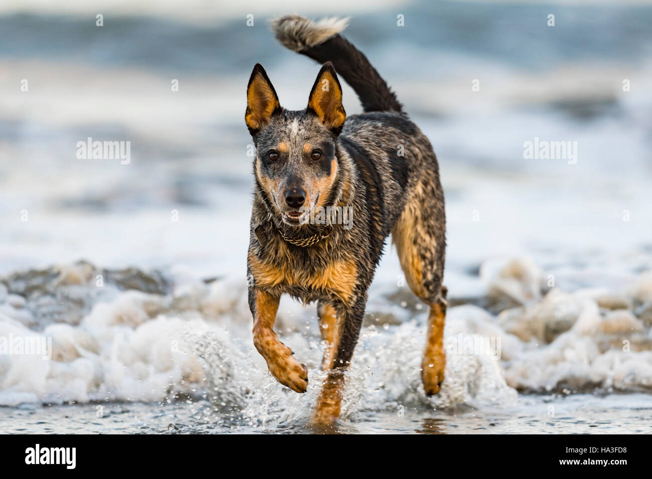 Blue Heeler puppy playing on the beach, Haida Gwaii Stock Photo - Alamy