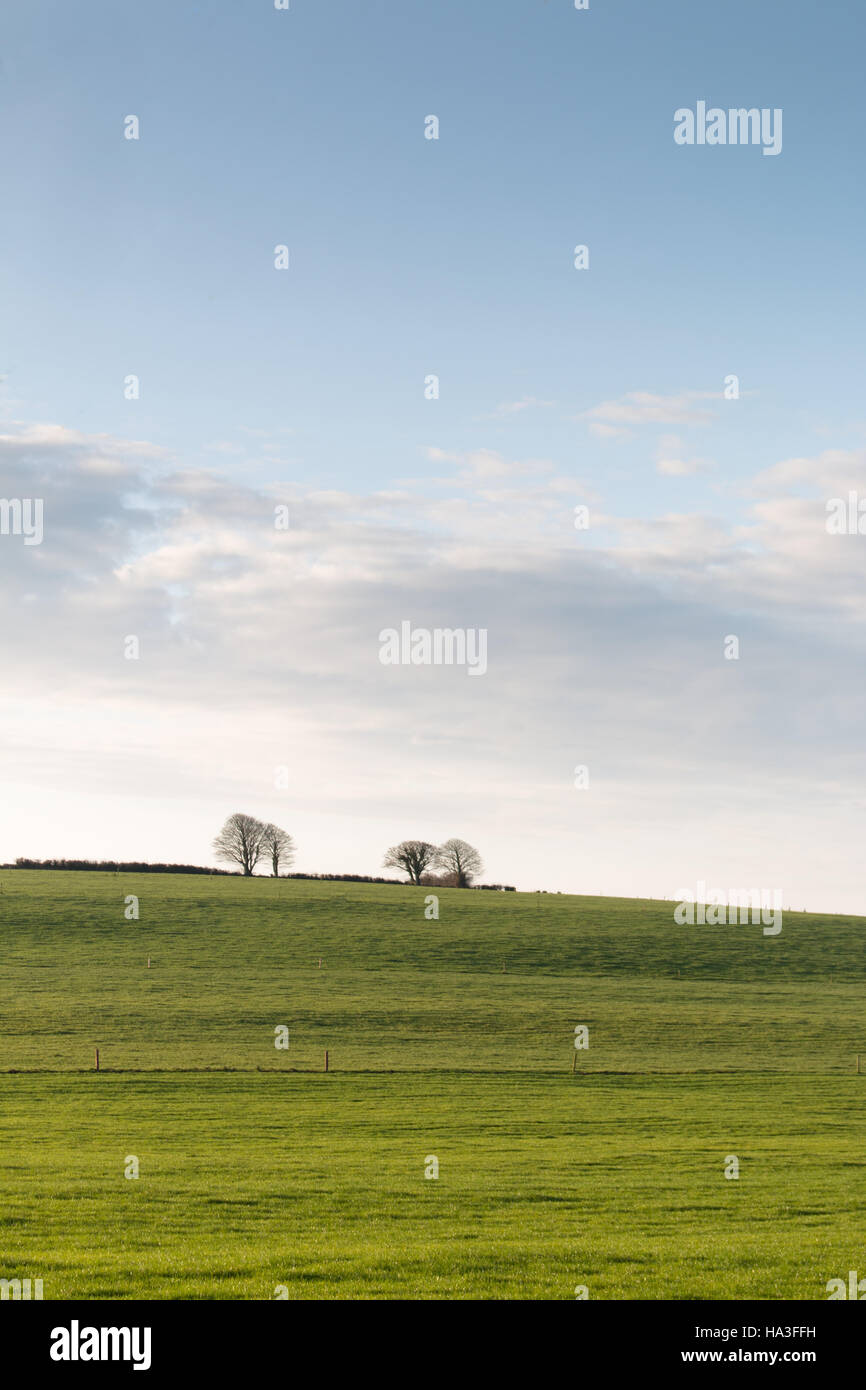 Couple of trees in a green pasture field with a blue sky Stock Photo ...