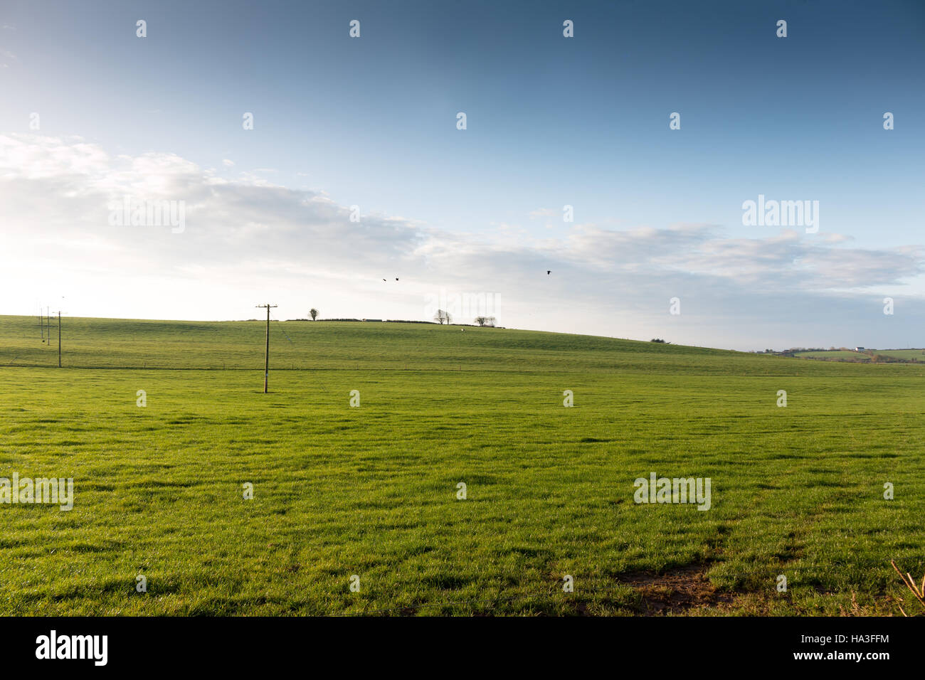 Green pasture field landscape with a blue sky Stock Photo - Alamy