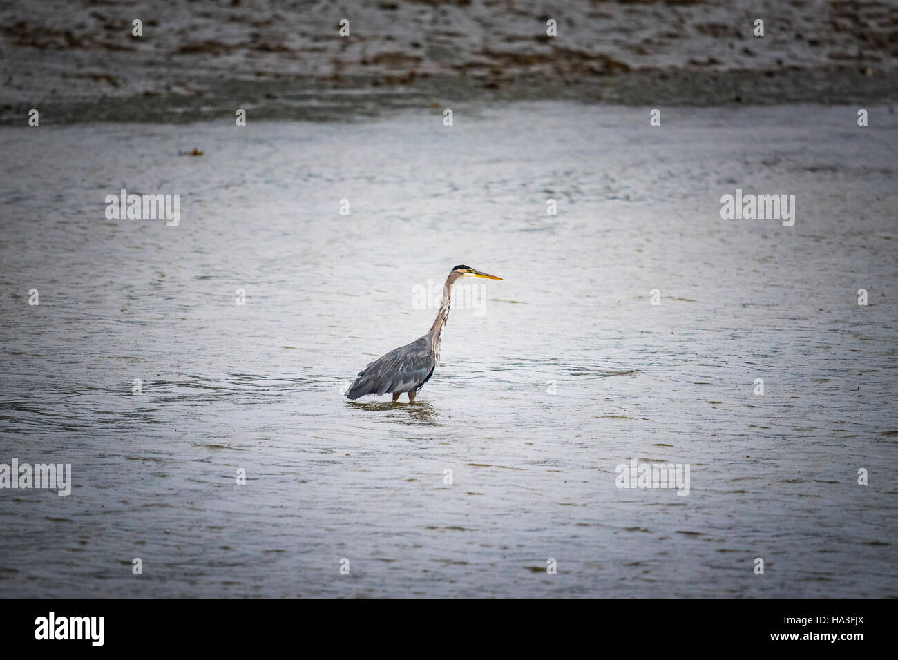 Wild Great Blue Heron feeding on the beach in the Pacific Northwest ...
