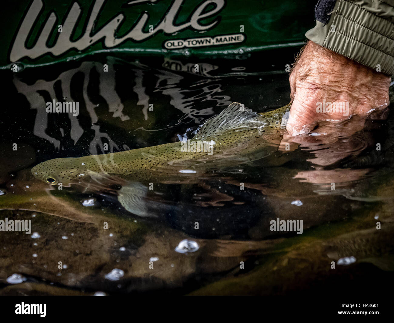 Trout in the water hi-res stock photography and images - Alamy