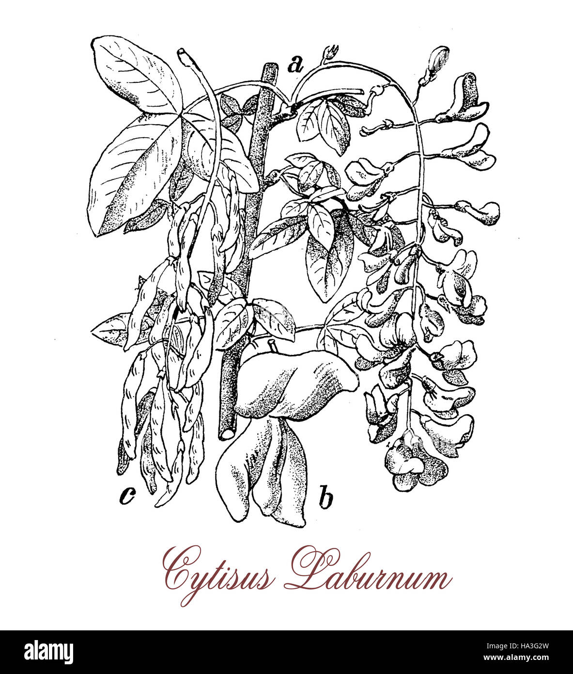 Pea plant drawing Cut Out Stock Images & Pictures - Alamy