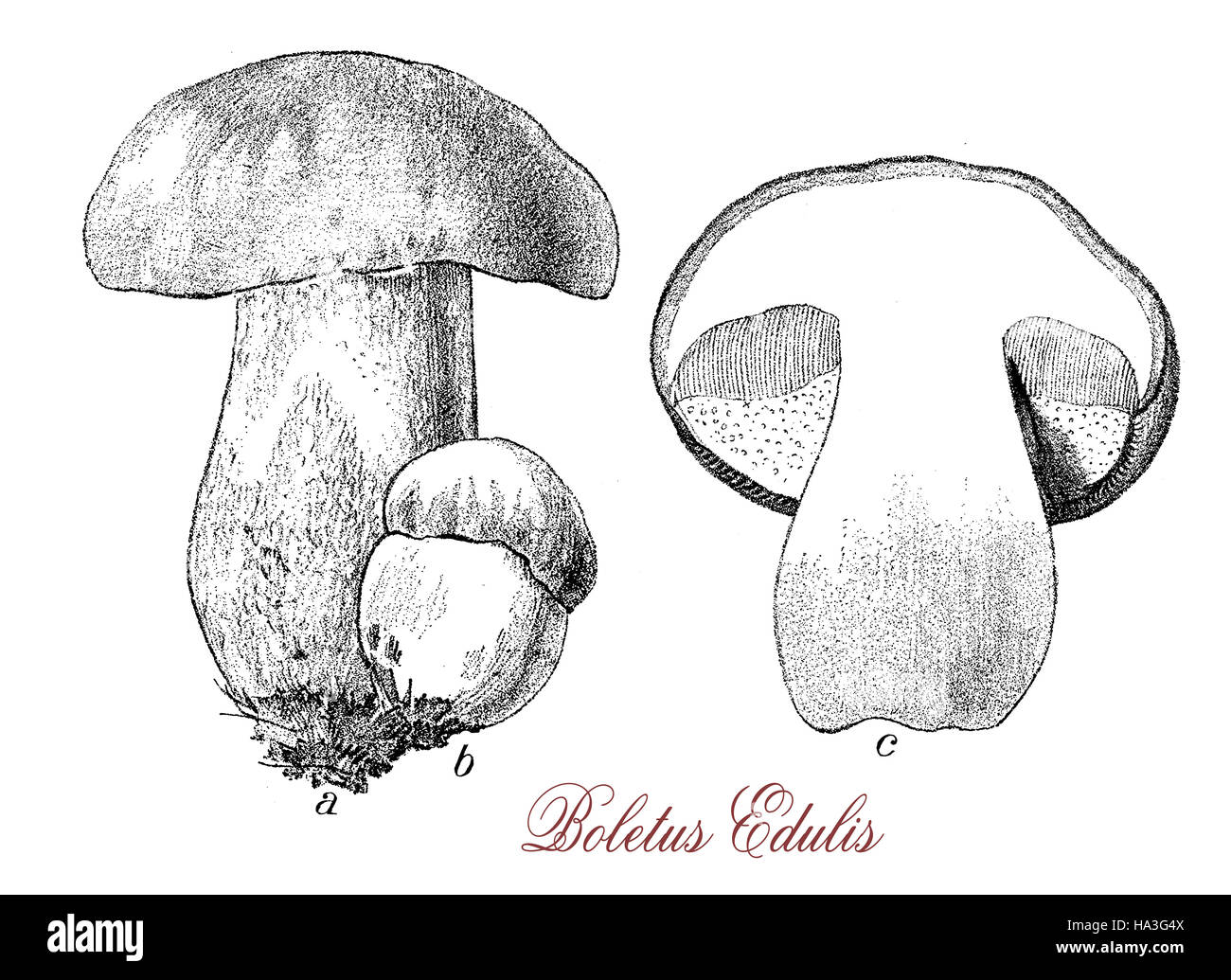 Boletus edulis drawing hi-res stock photography and images - Alamy