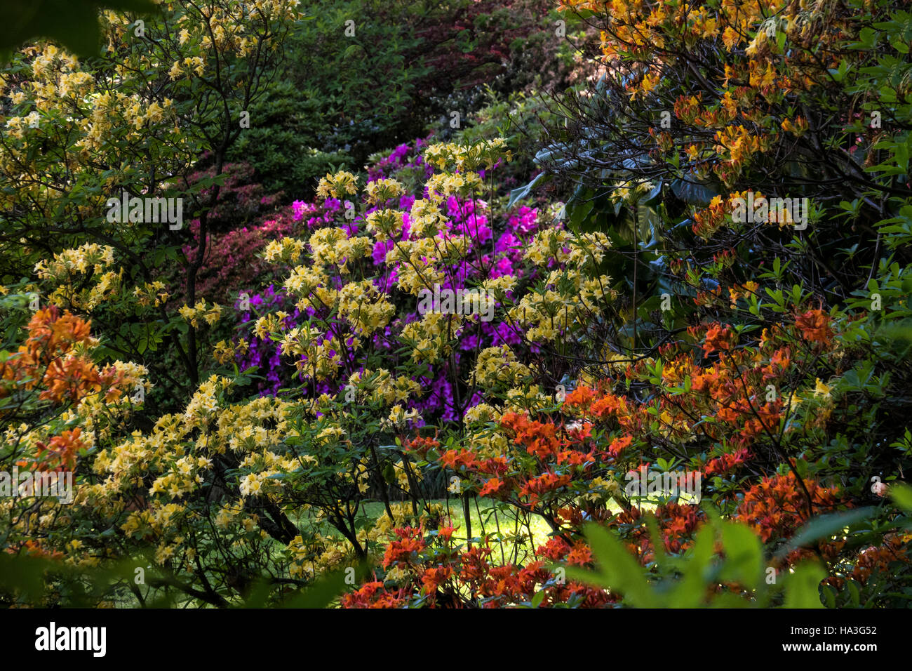 Villa Carlotta gardens, Bellagio, Lake Como Italy Stock Photo - Alamy