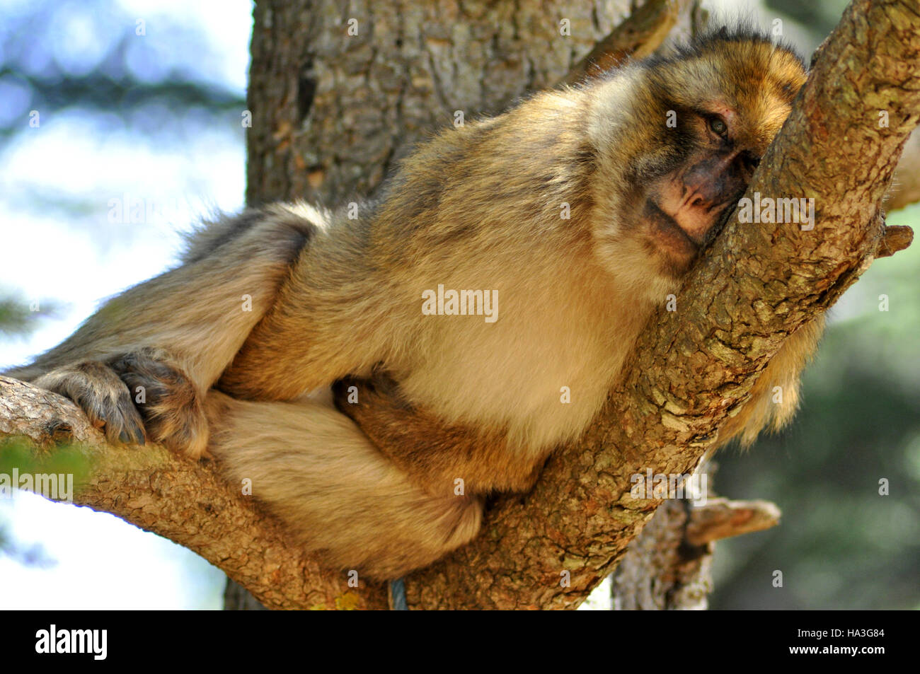 Monkey relaxing in Morocco Stock Photo - Alamy