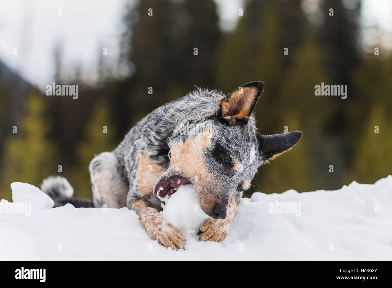 Winter Hiking and playing in the snow with a Blue Heeler Dog Alberta ...