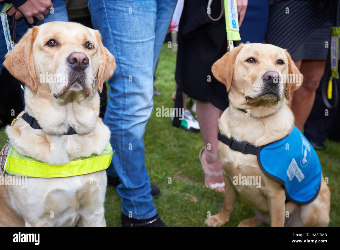 Guide Dogs For The Blind High Resolution Stock Photography and Images ...