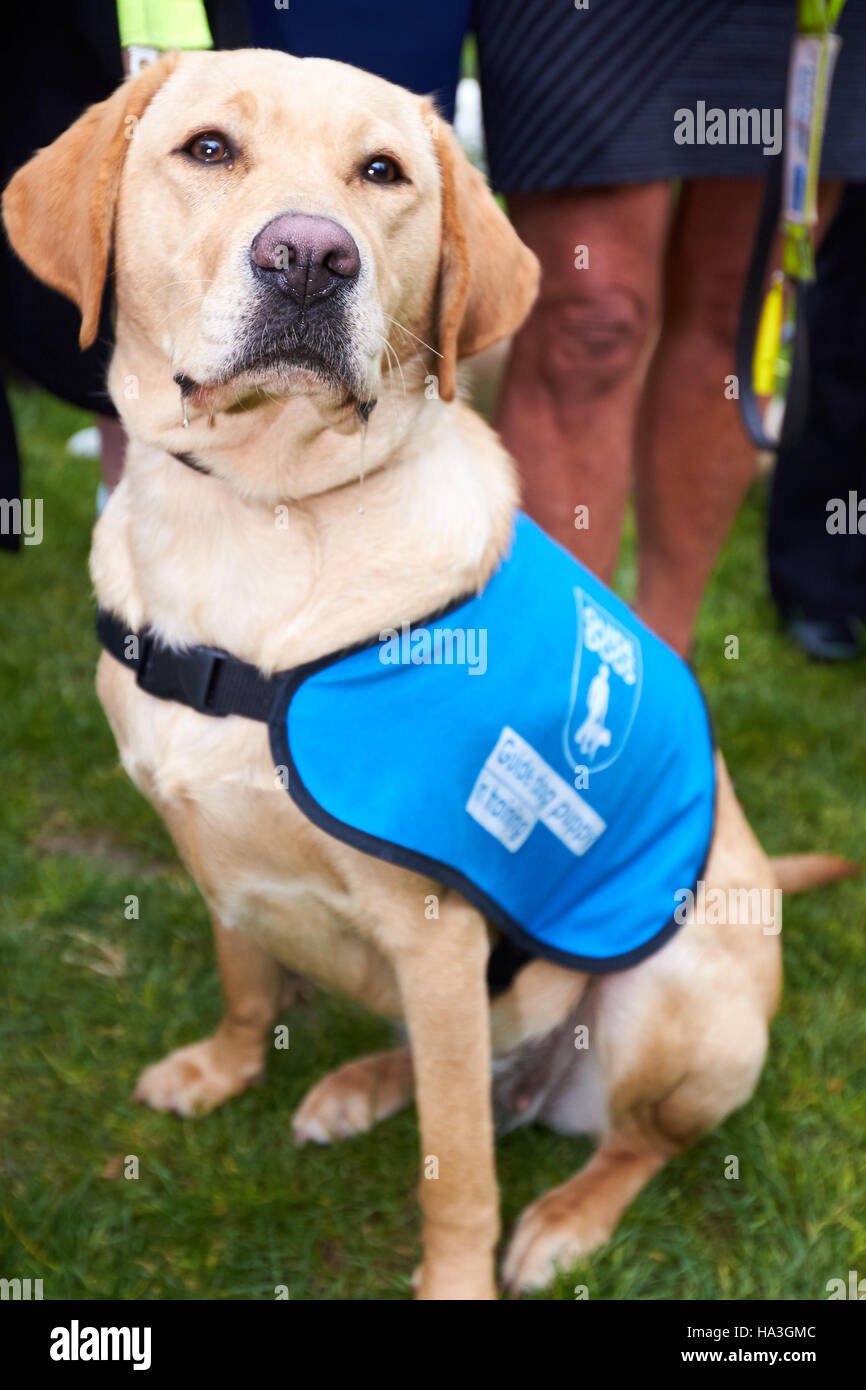 Photocall for Guide Dogs for the Blind next to the Houses of Parliament ...