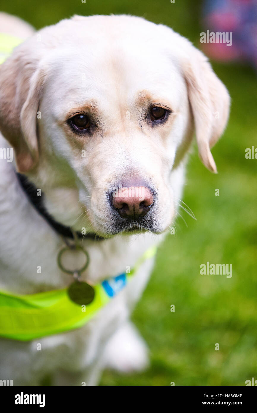 A guide dog Stock Photo - Alamy