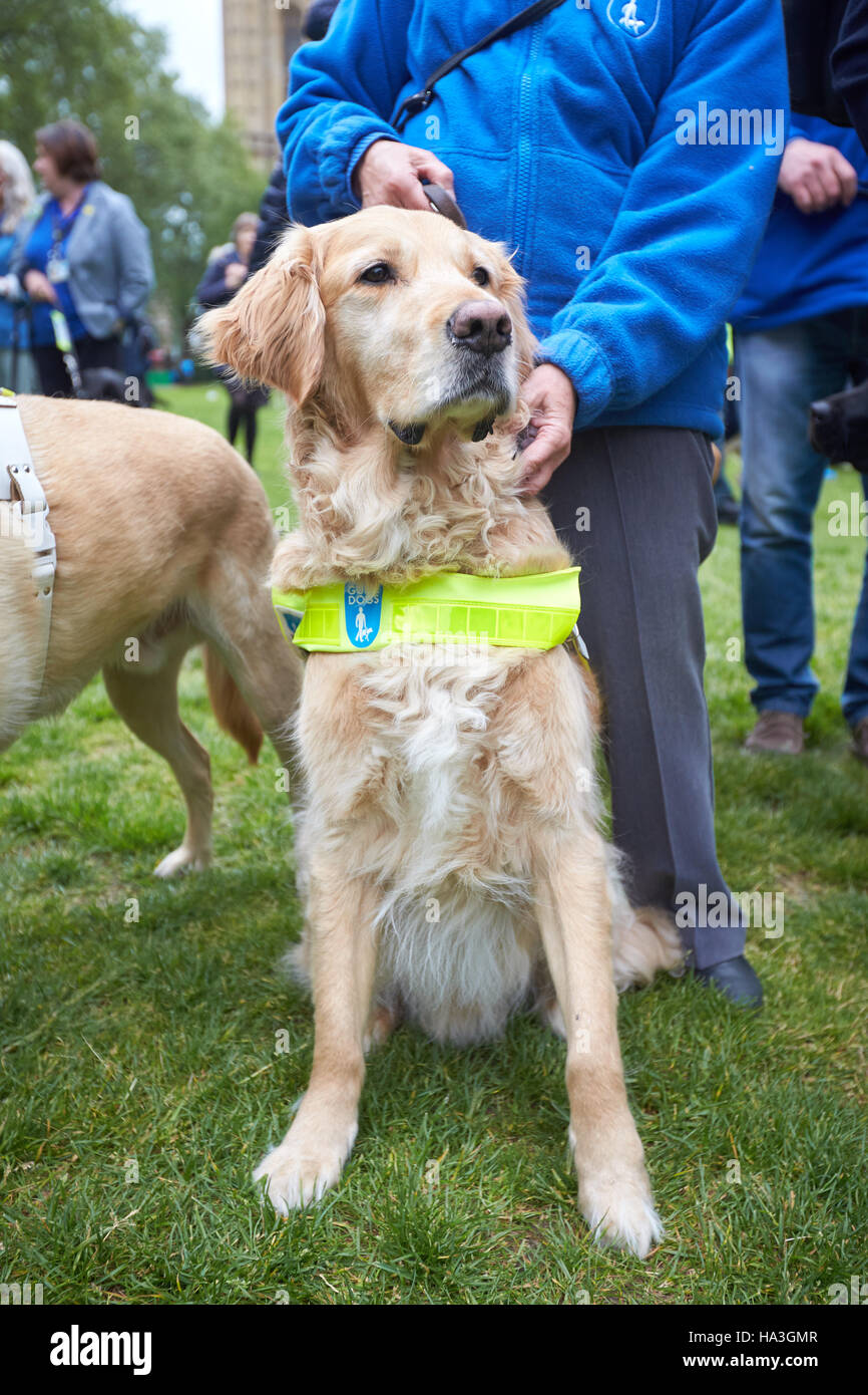 A guide dog Stock Photo - Alamy