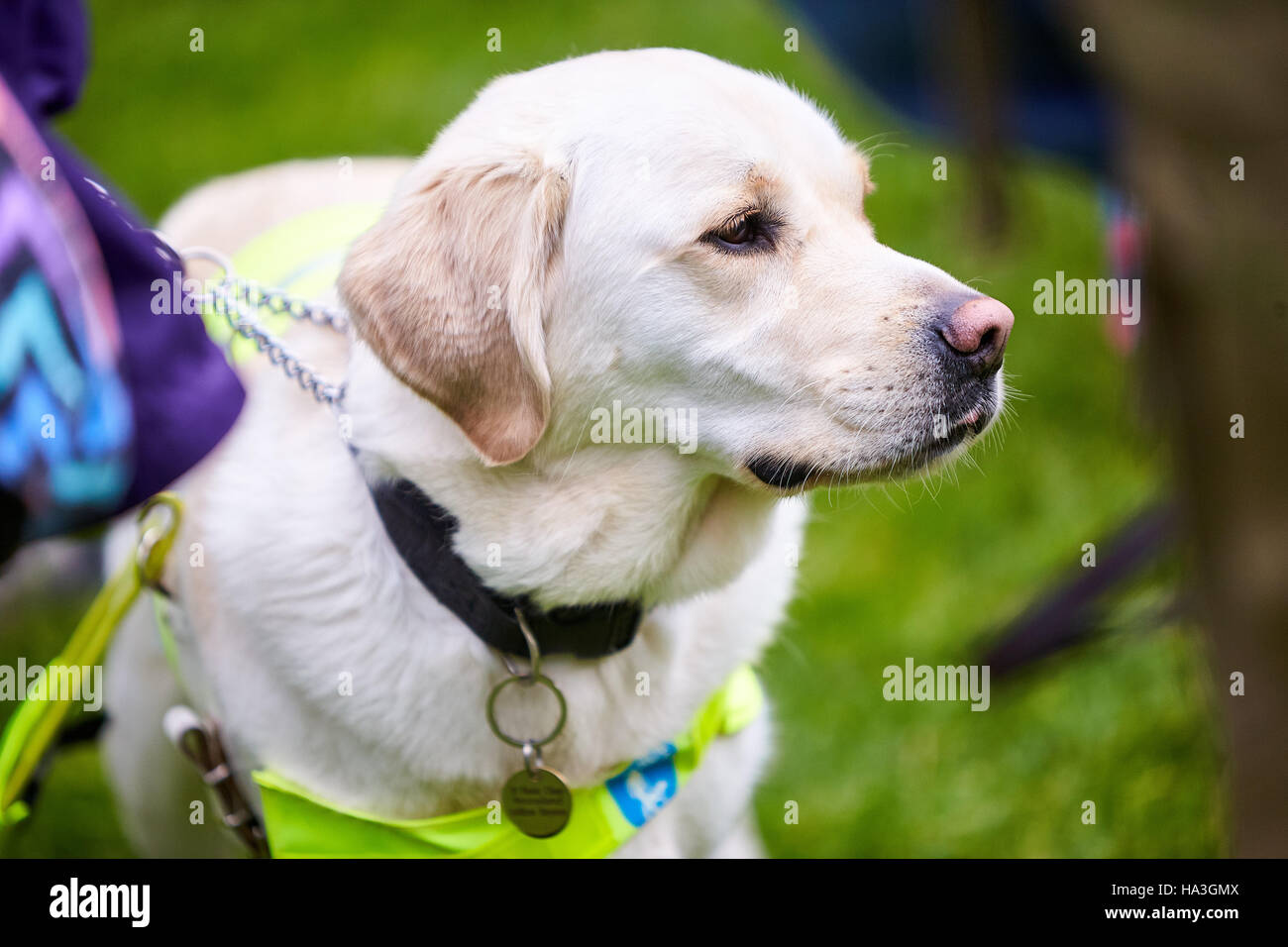 A guide dog Stock Photo - Alamy