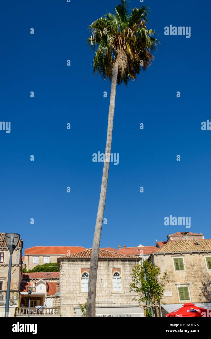 High palm tree Stock Photo - Alamy