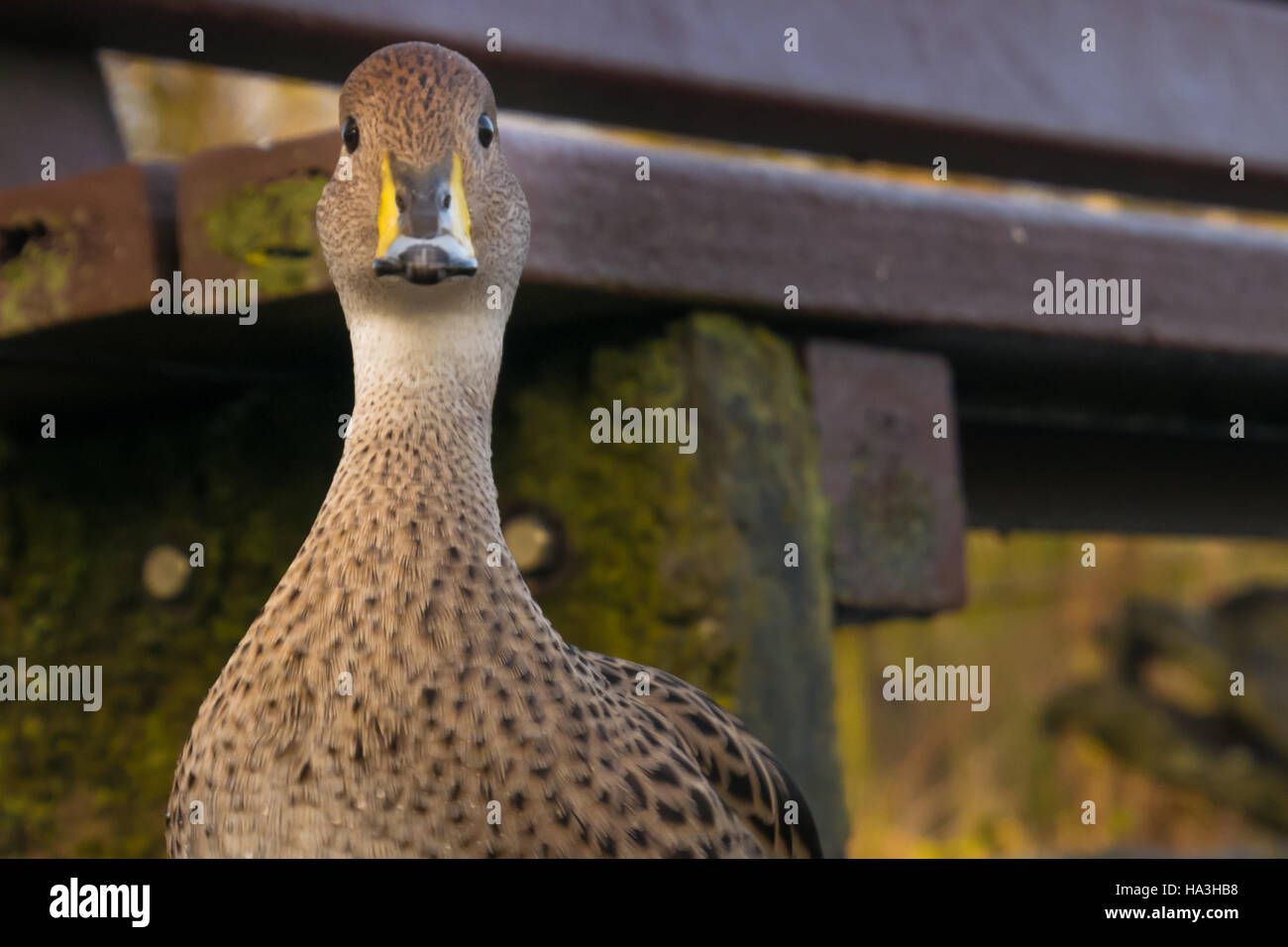 yellow billed teal martin mere wetlands centre Stock Photo - Alamy