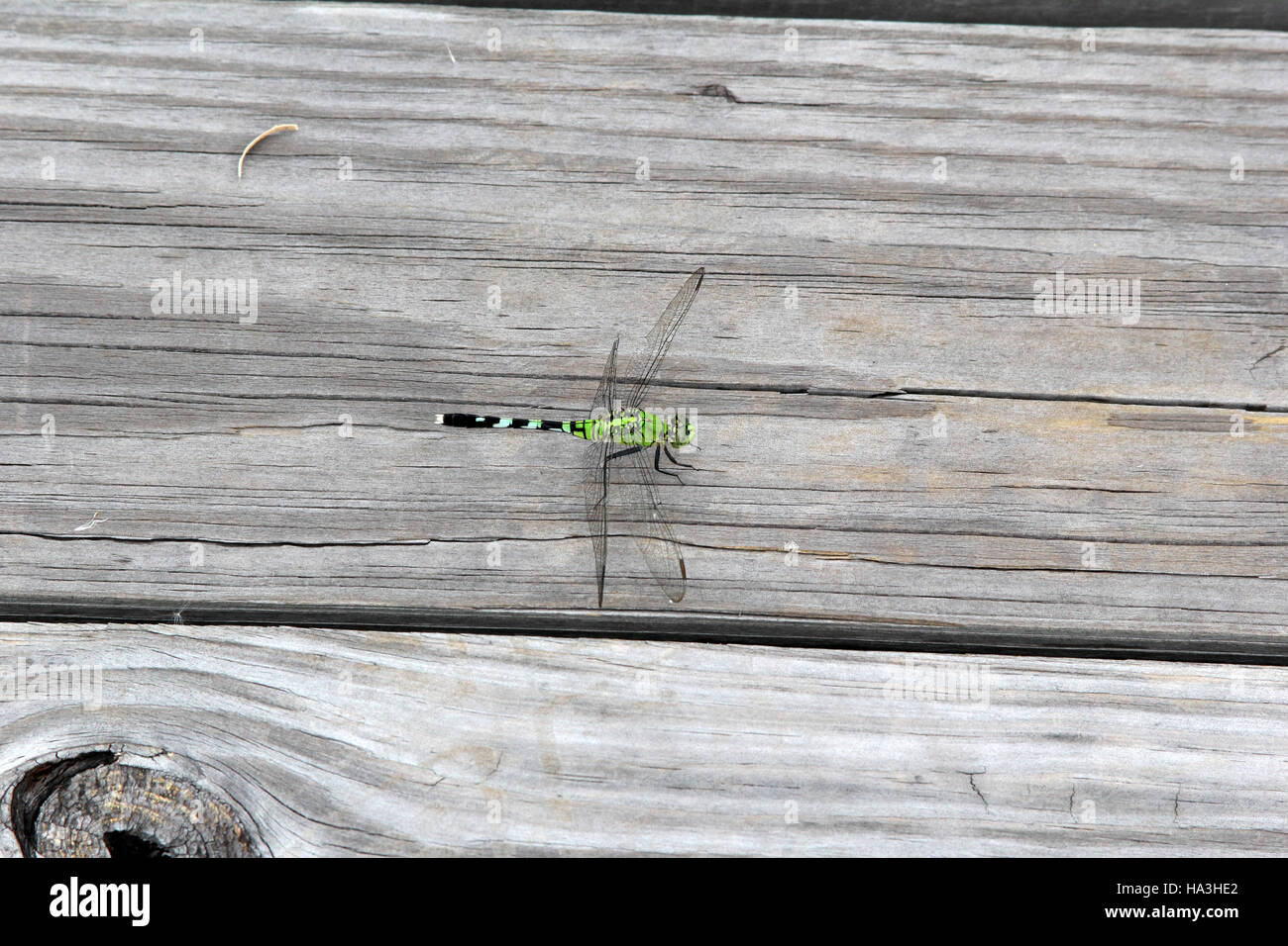 green dragonfly on wood plank Stock Photo - Alamy