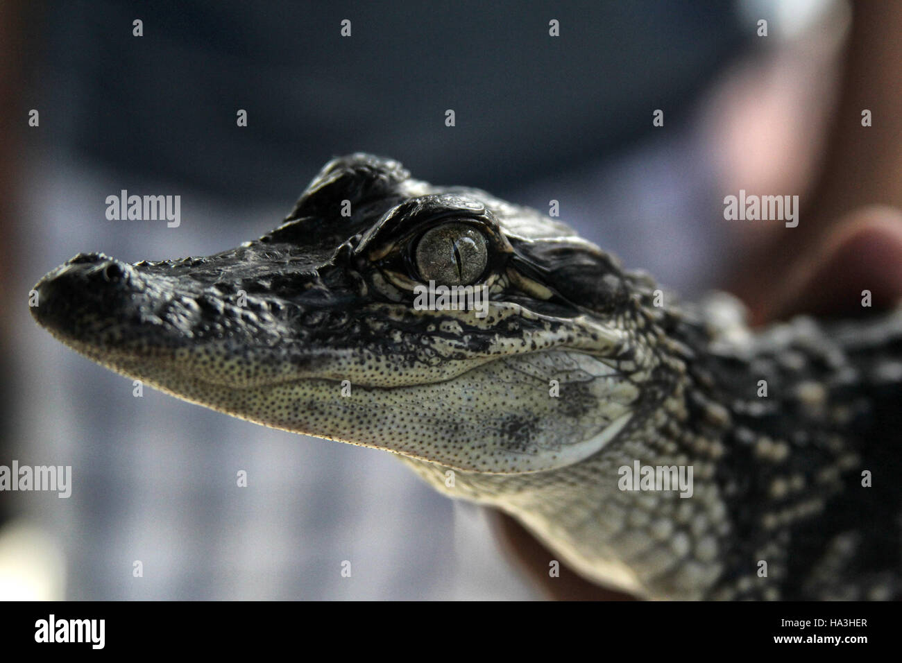 Tiny alligator at Airboats & Alligators in Grand Chenier Louisiana ...