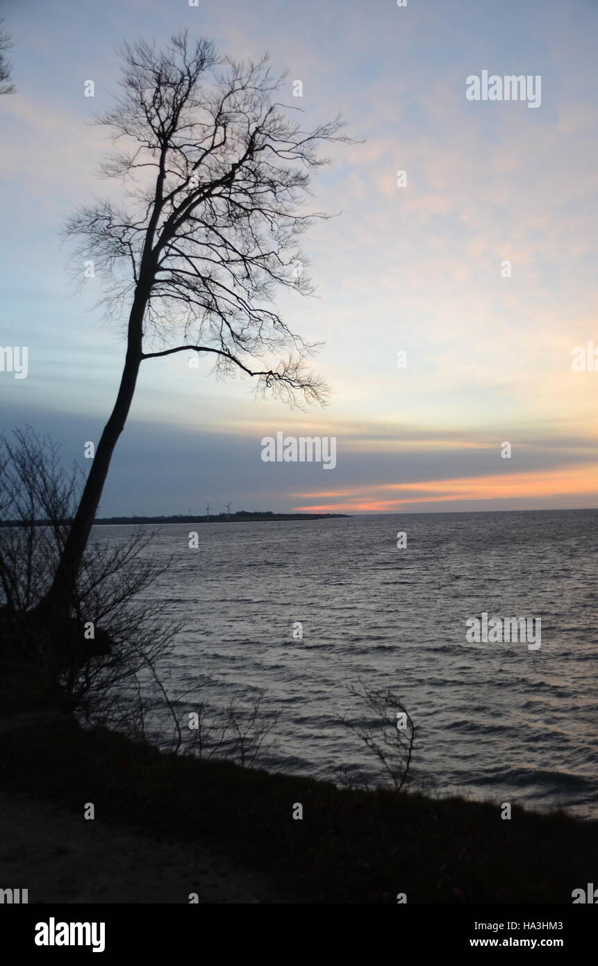 Large tree leaning out over the abyss of a slope. The tree hangs in the ...