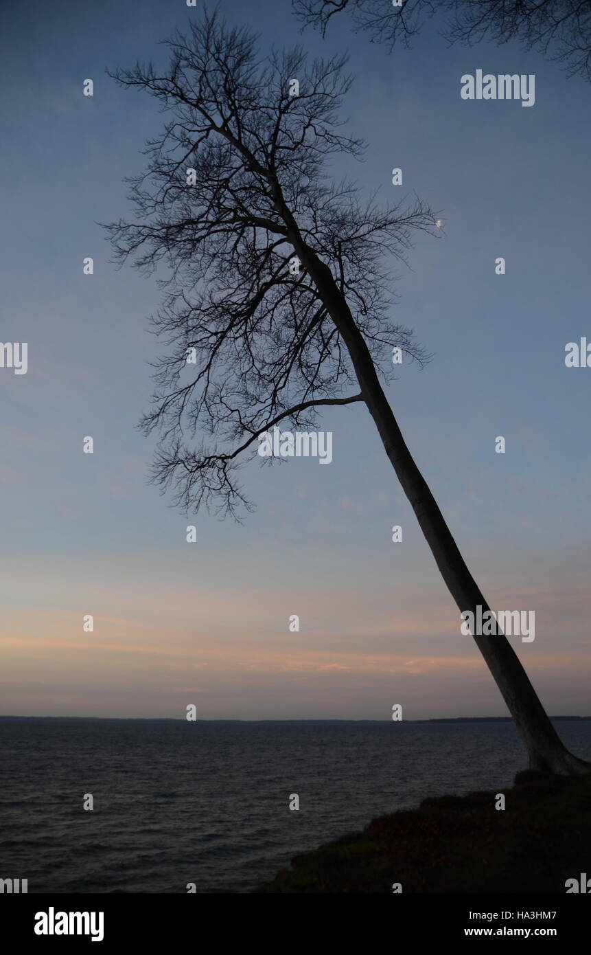 Large tree leaning out over the abyss of a slope. The tree hangs in the ...