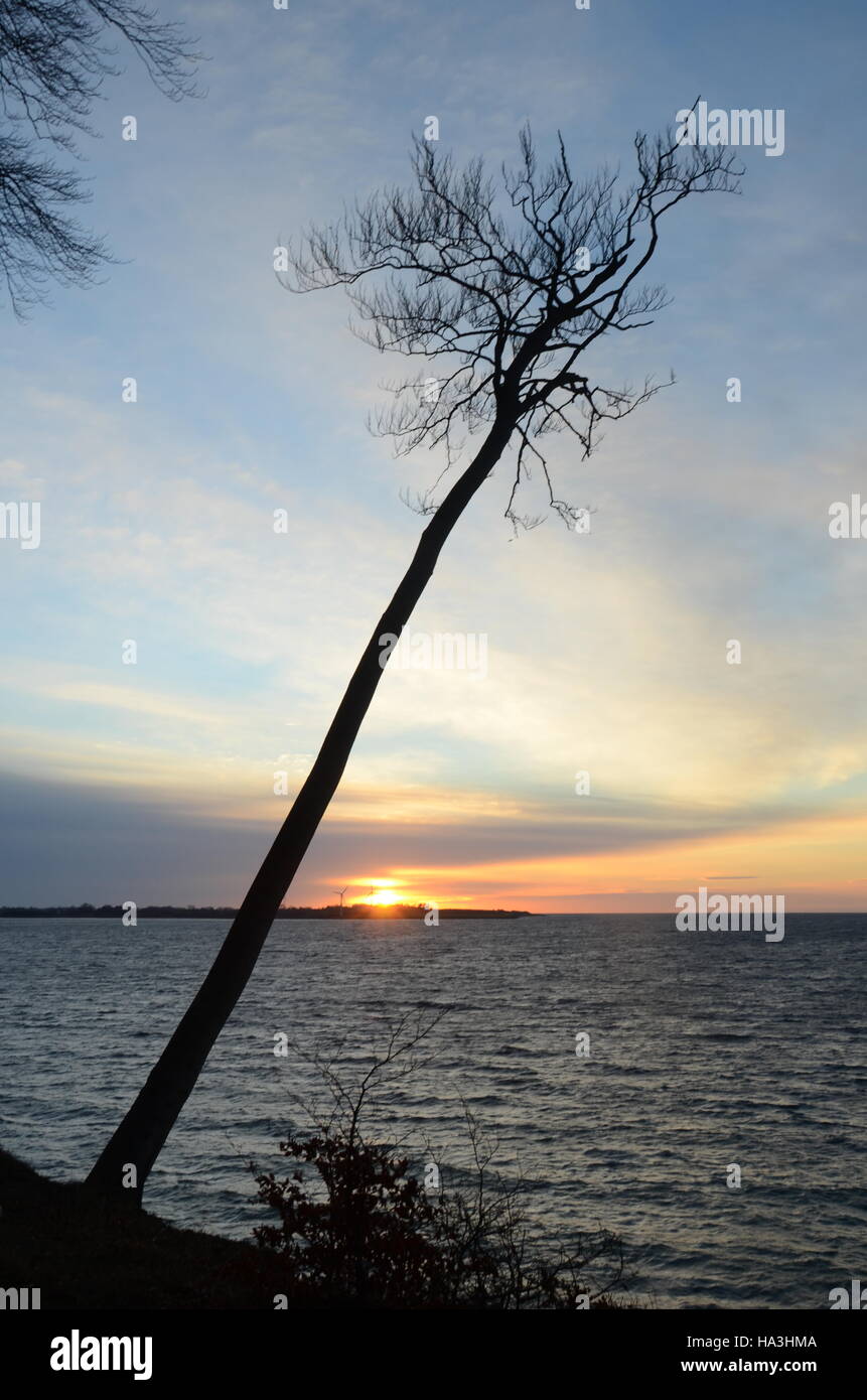 Large tree leaning out over the abyss of a slope. The tree hangs in the ...