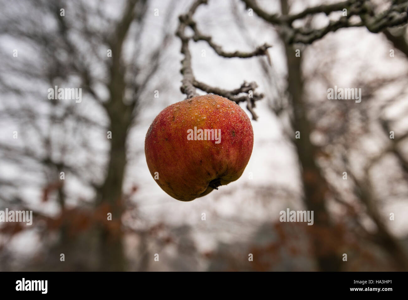 Solitary red apple on leafless tree in the autumn Stock Photo - Alamy