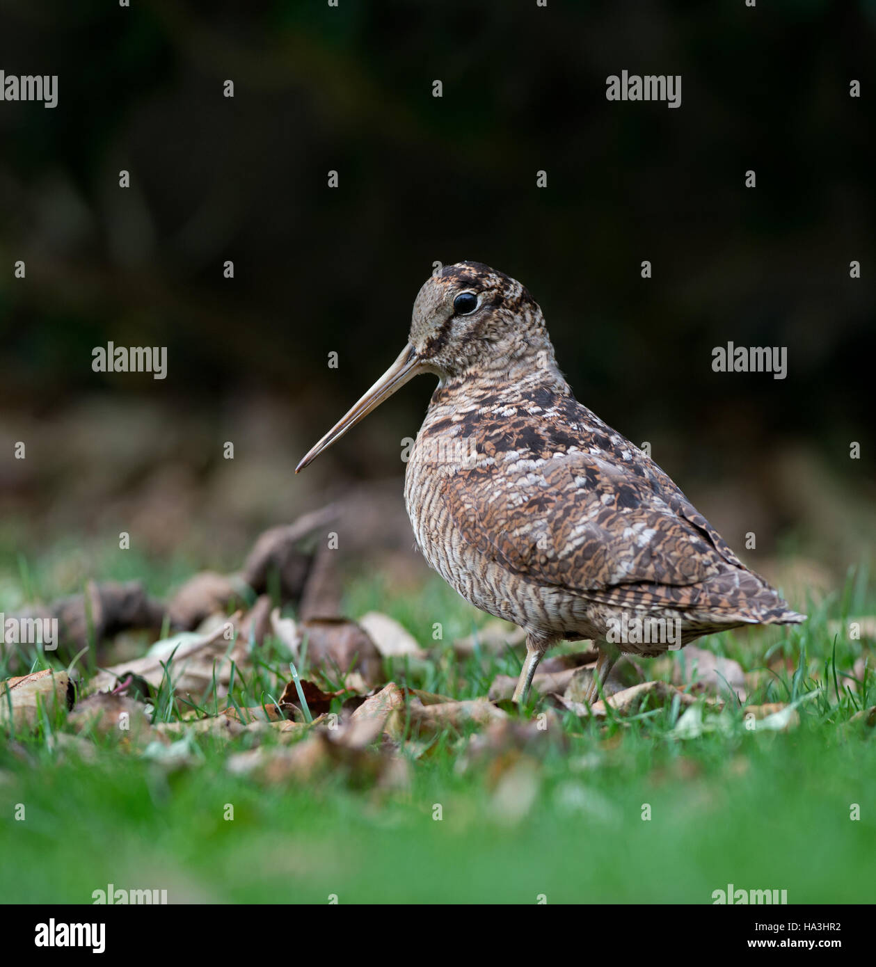 Woodcock-Scolopax rusticola. Autumn. Uk Stock Photo - Alamy