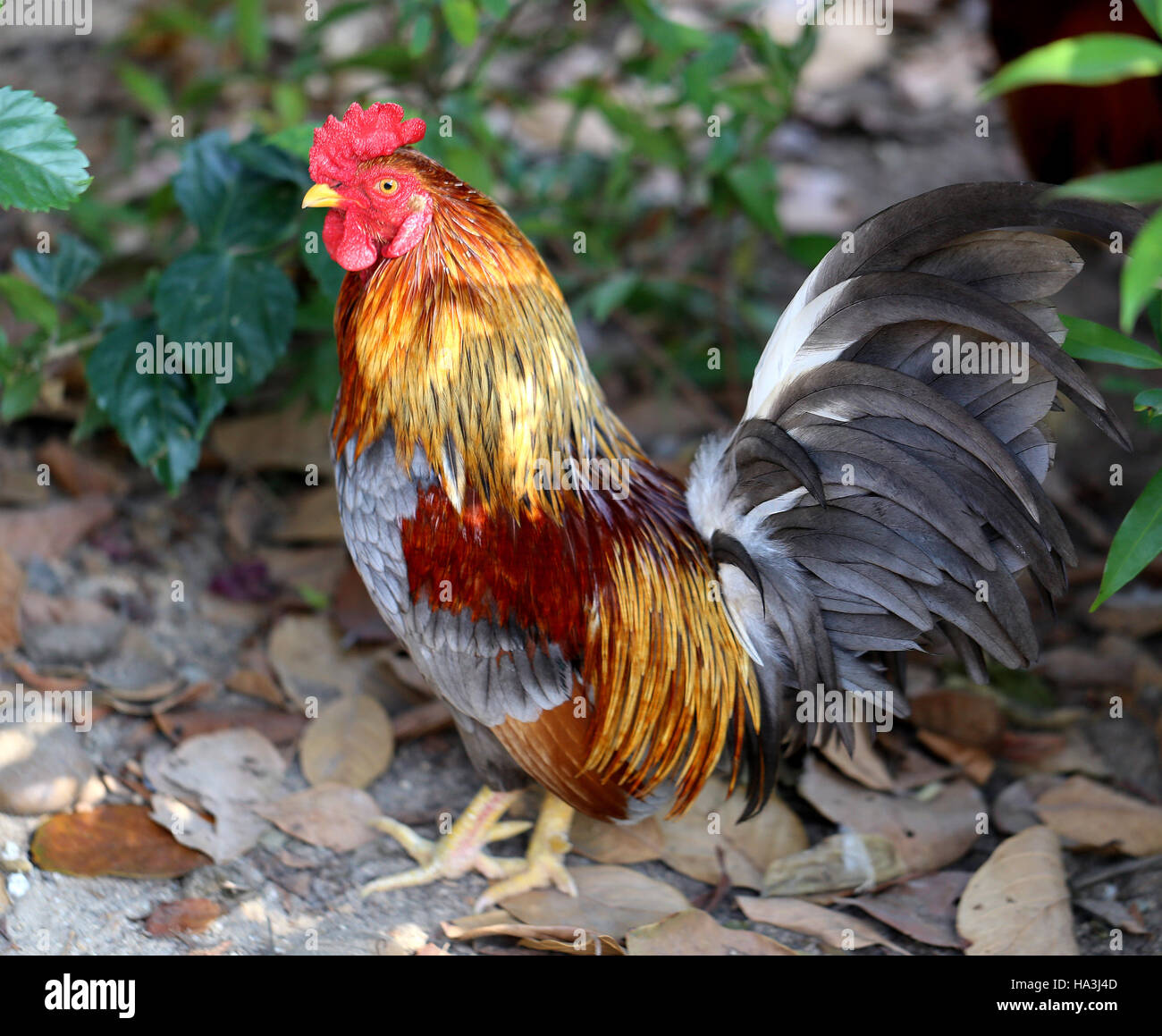 Beautiful colorful rooster Stock Photo - Alamy