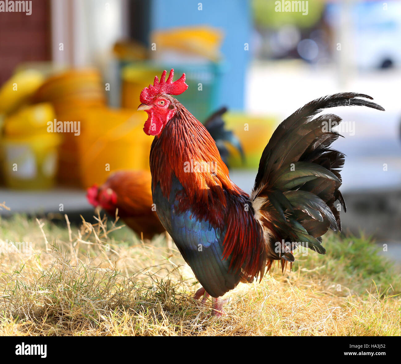 Beautiful colorful rooster photographed in close up Stock Photo - Alamy